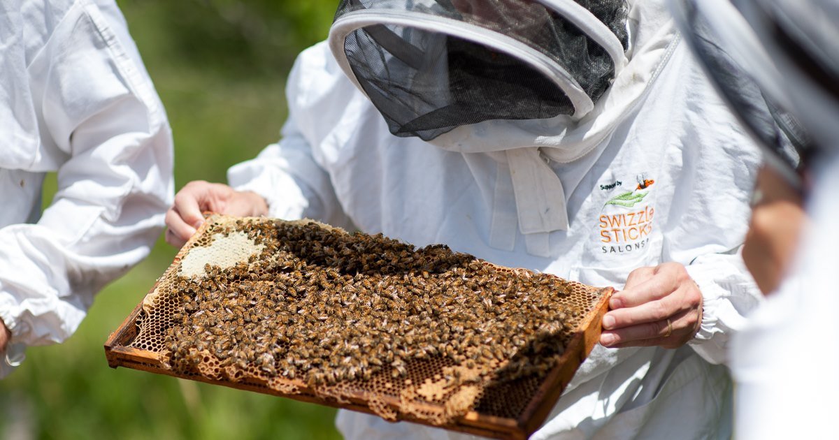 Alberta's ABC Bees offers free online course about queen bees | Eat North
