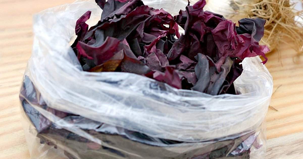 Canadian DYK: Seaweed is a pantry staple in Atlantic Canada | Eat North