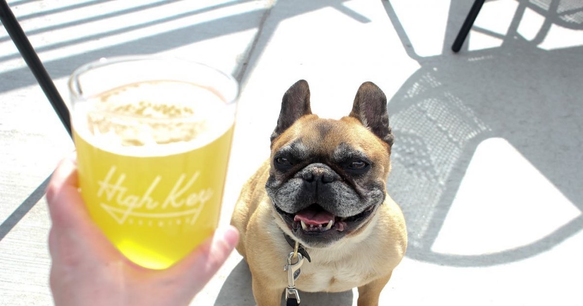 Check it out Saskatoon: High Key Brewing's patio launch party May 20 ...