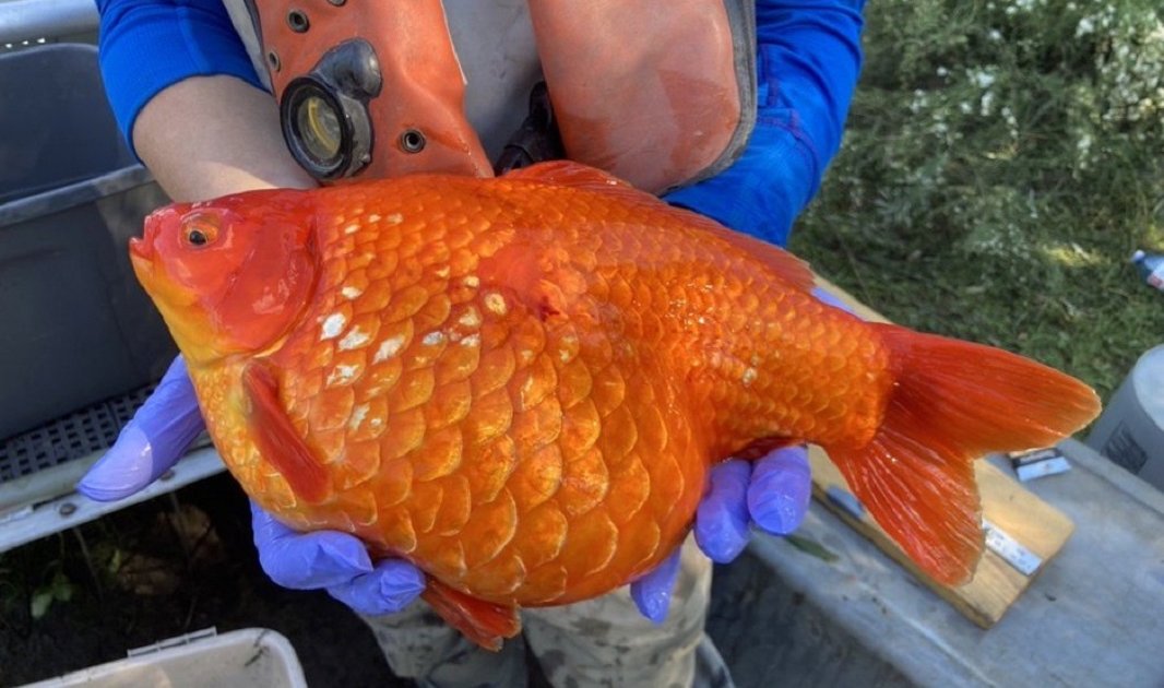 ICYMI: Canadian wheat production poised to rise, supersized goldfish ...