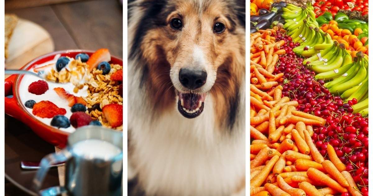 ICYMI: Bannock brunch, cannabis dog food, the new Canadian Food Guide ...