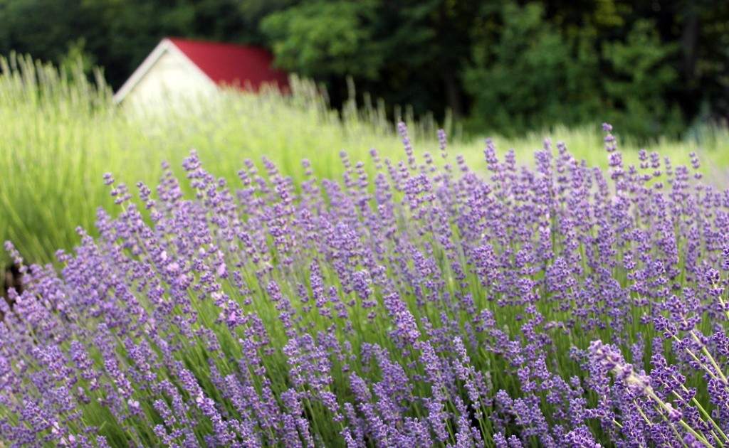 4 unusual farms to visit in Ontario | Eat North