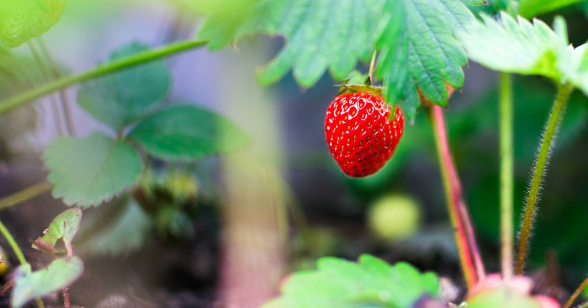 Canadian DYK: Indigenous peoples used more than 500 plant species in ...