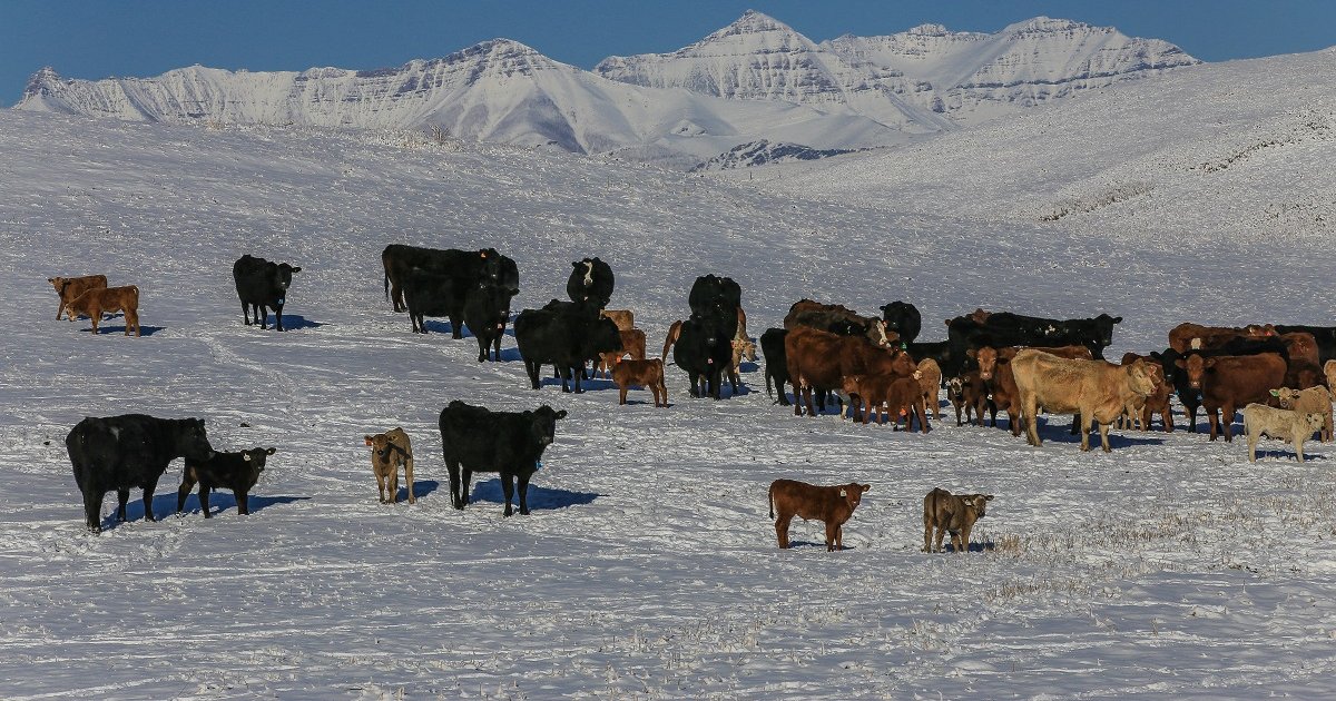 Eat North Answers: Why is Alberta beef famous? | Eat North