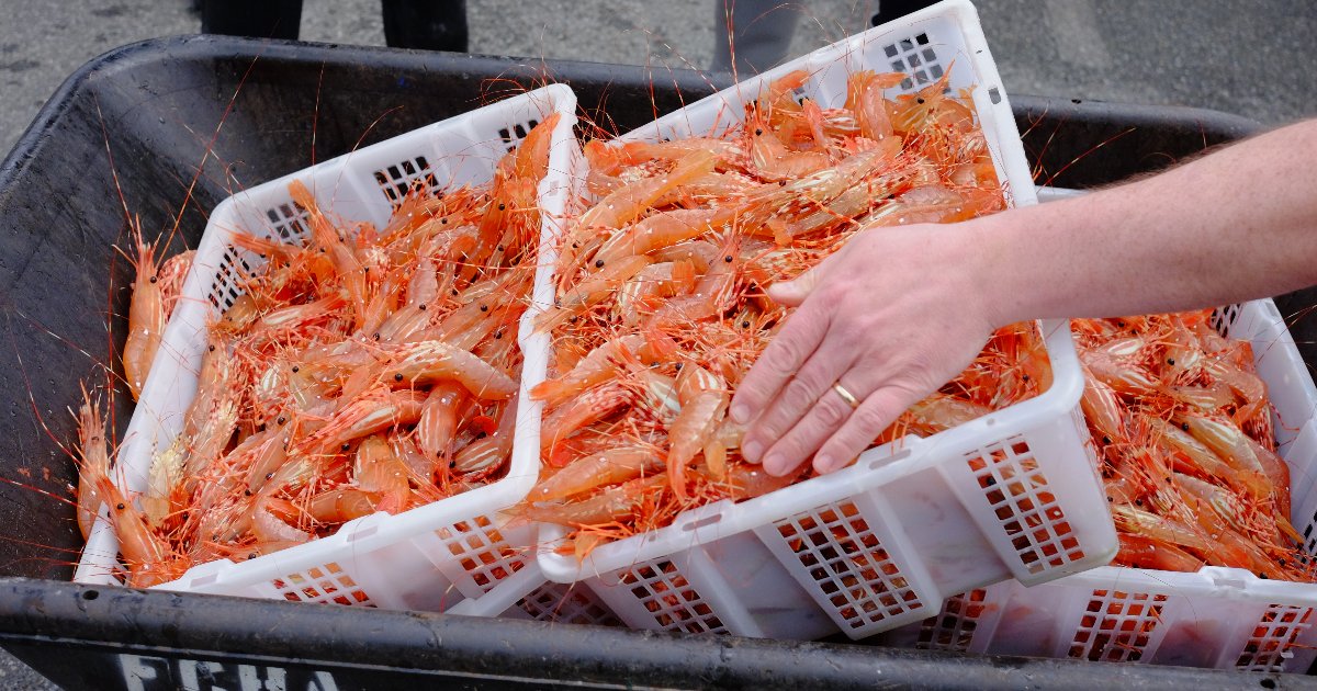 BC Spot Prawn Festival returns with virtual format for 2021 | Eat North